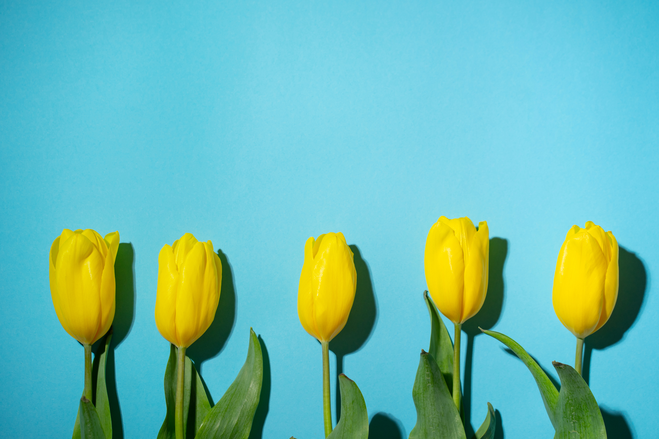EconEdLink - The Great Tulip Boom: Economics in World History